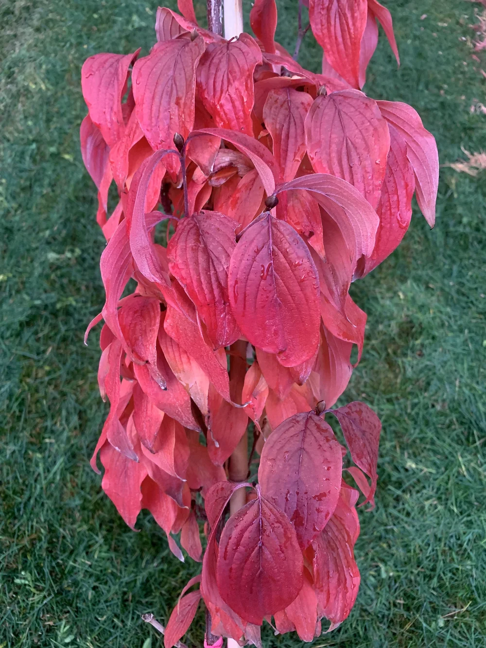 Dogwood, Saffron Sentinel — ZOLLINGER FRUIT & TREE FARM