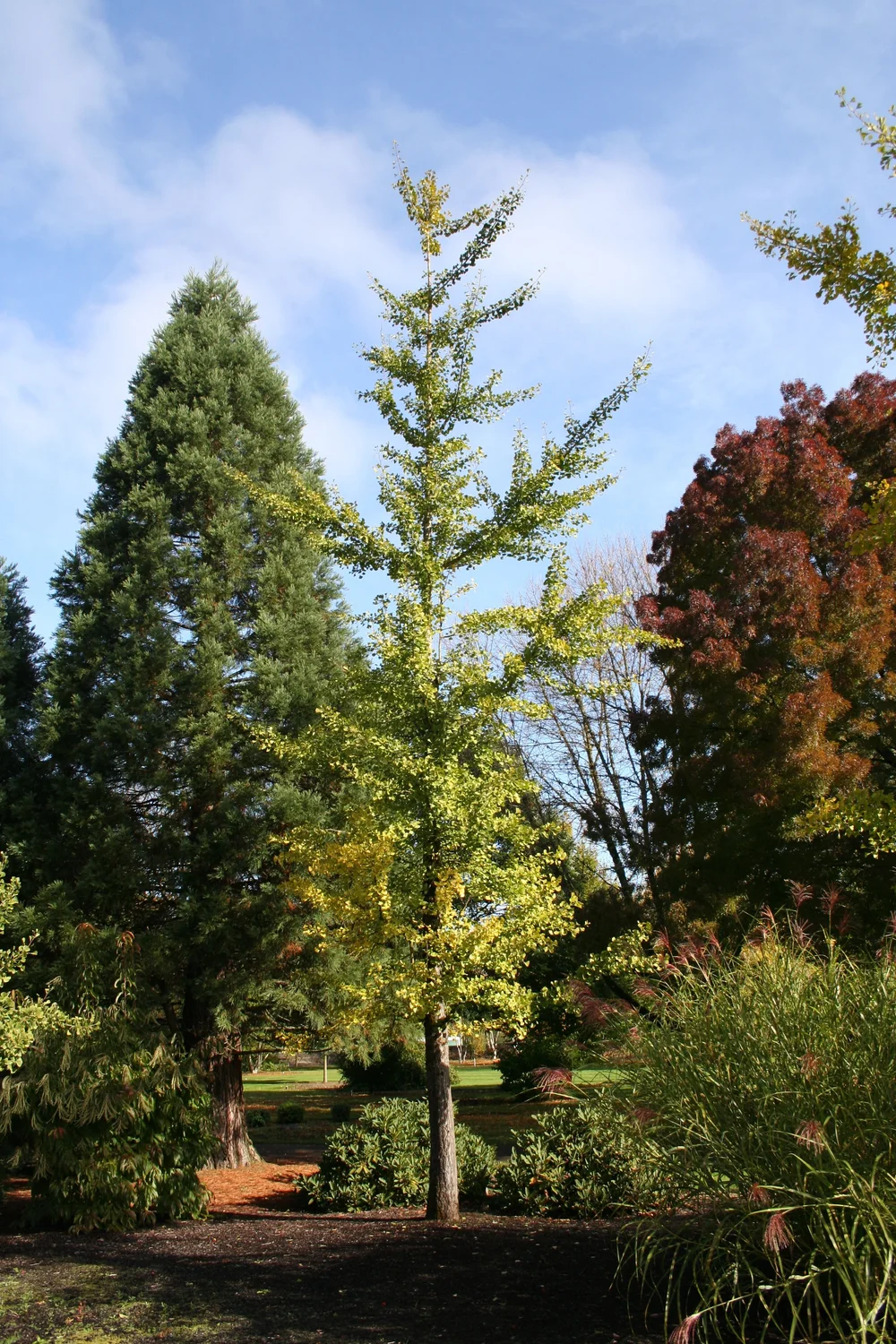 Ginkgo, Princeton Sentry — ZOLLINGER FRUIT & TREE FARM