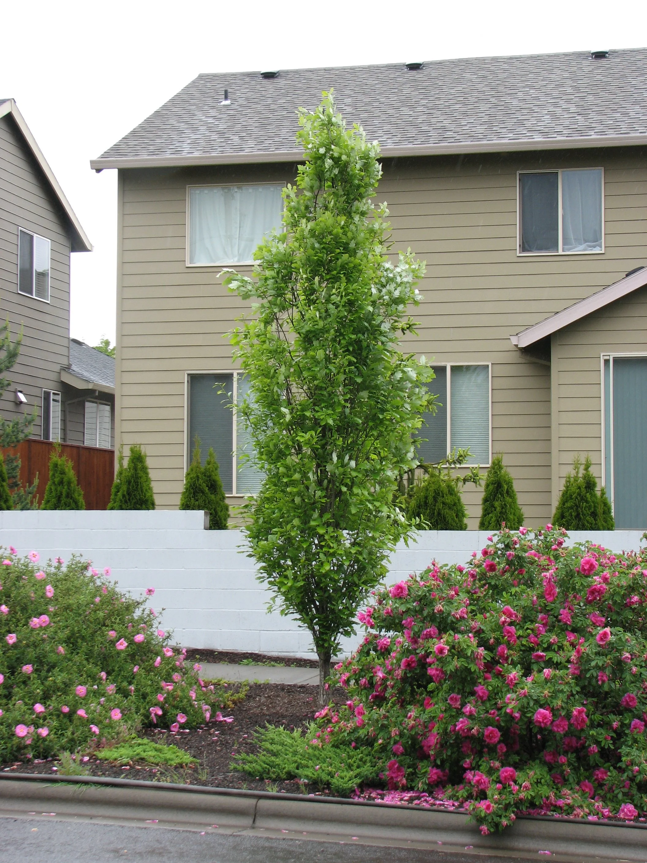 Oak, Regal Prince — ZOLLINGER FRUIT & TREE FARM