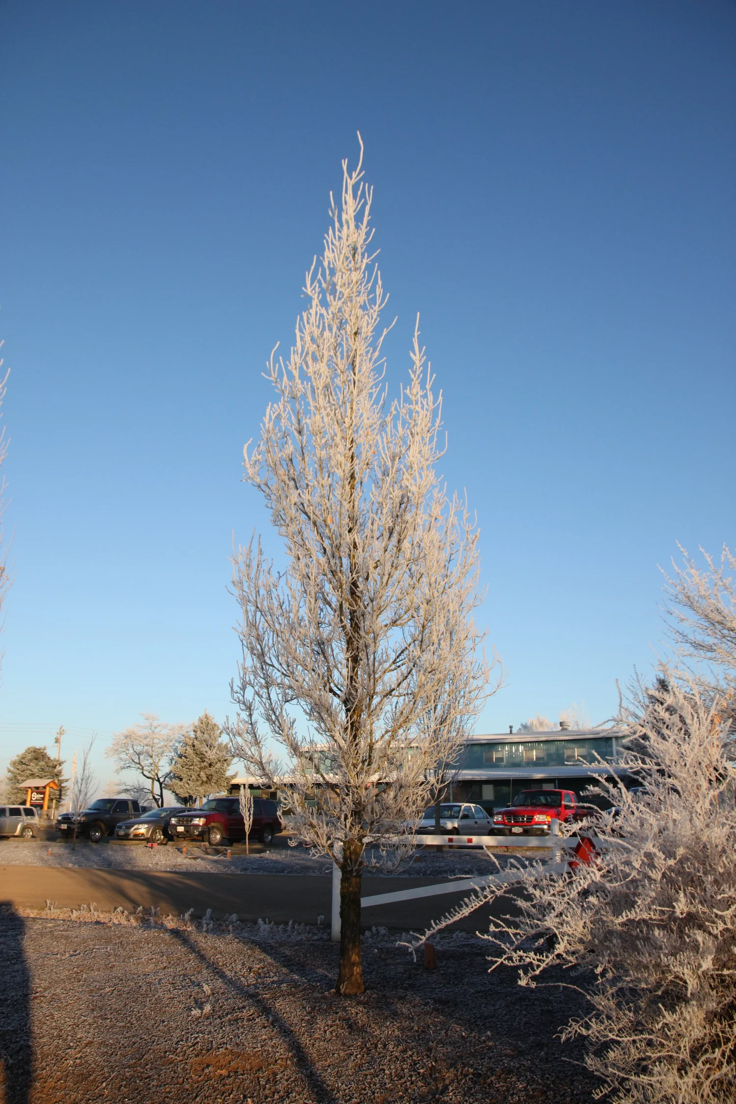 Oak, Streetspire — ZOLLINGER FRUIT & TREE FARM