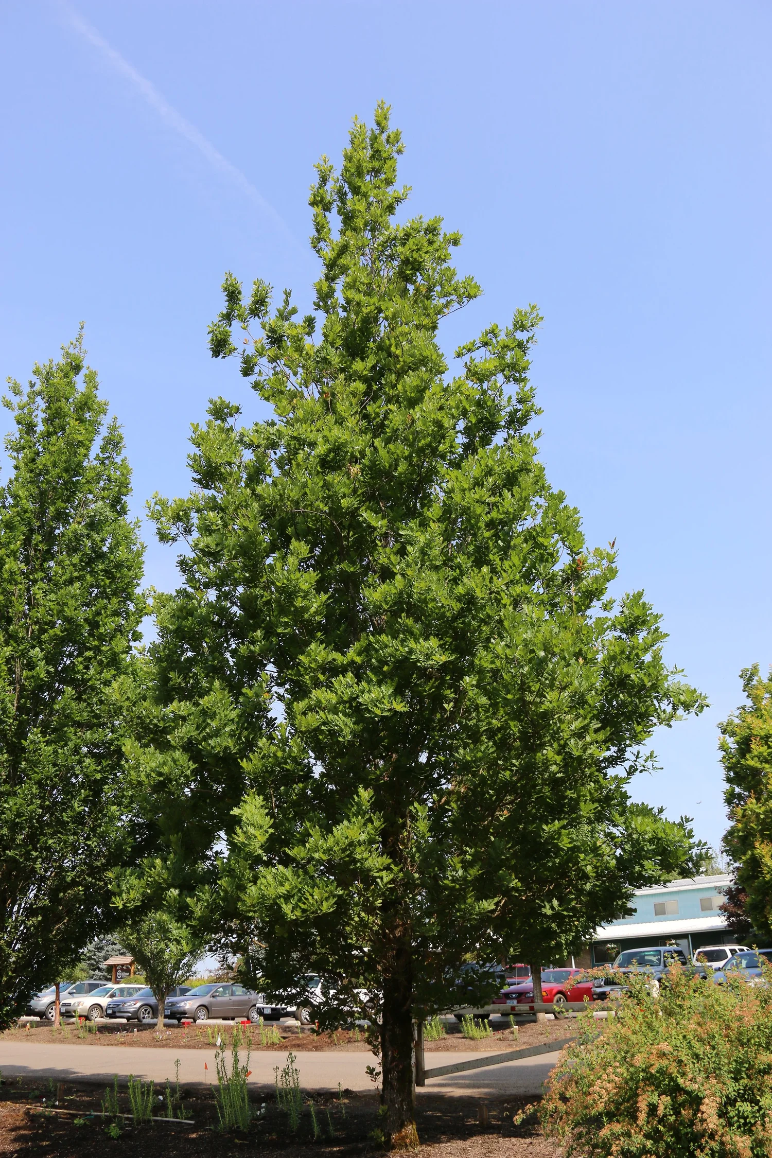 Oak, Streetspire — ZOLLINGER FRUIT & TREE FARM
