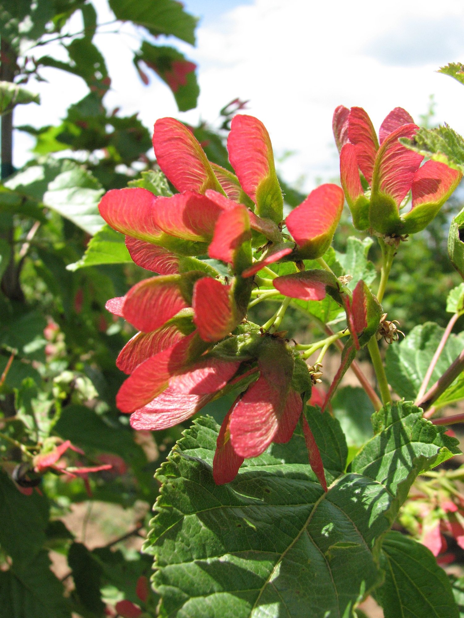 Maple, Rugged Charm — ZOLLINGER FRUIT & TREE FARM