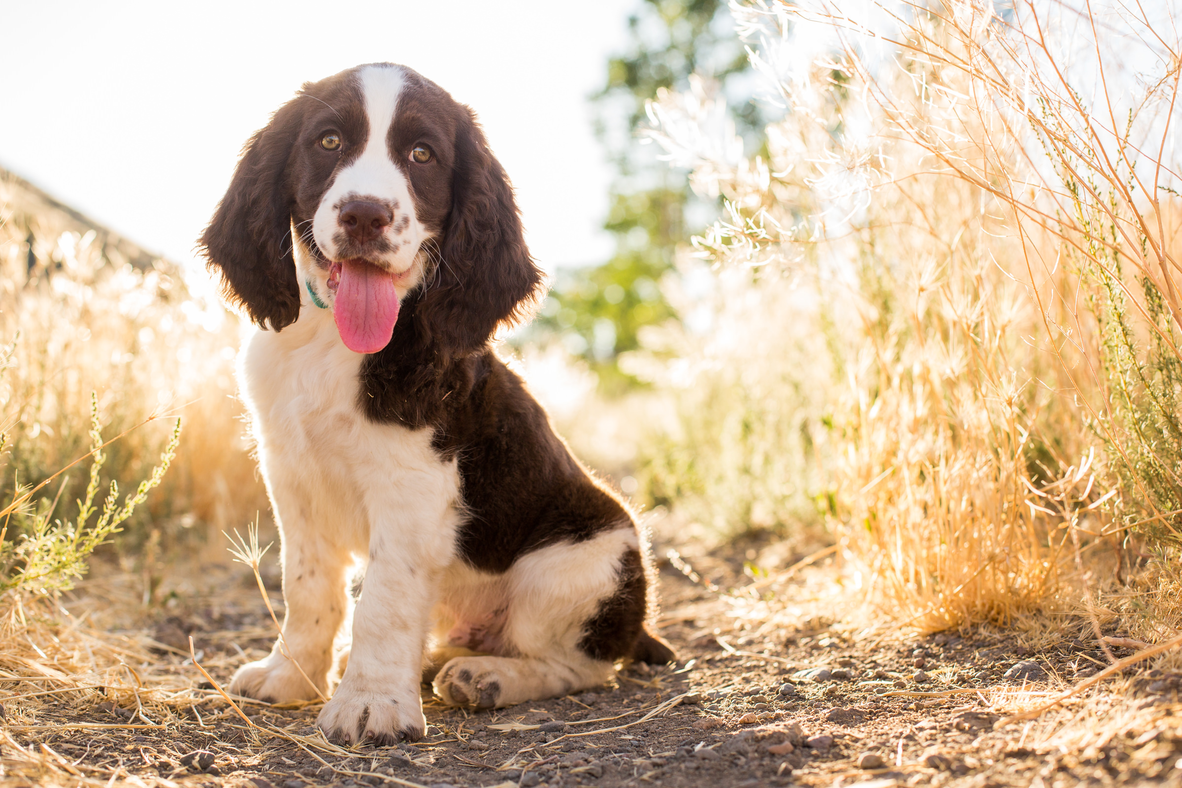 Canine Portraits — Lake Tahoe Photographer: Kevin Sawyer Photography ...