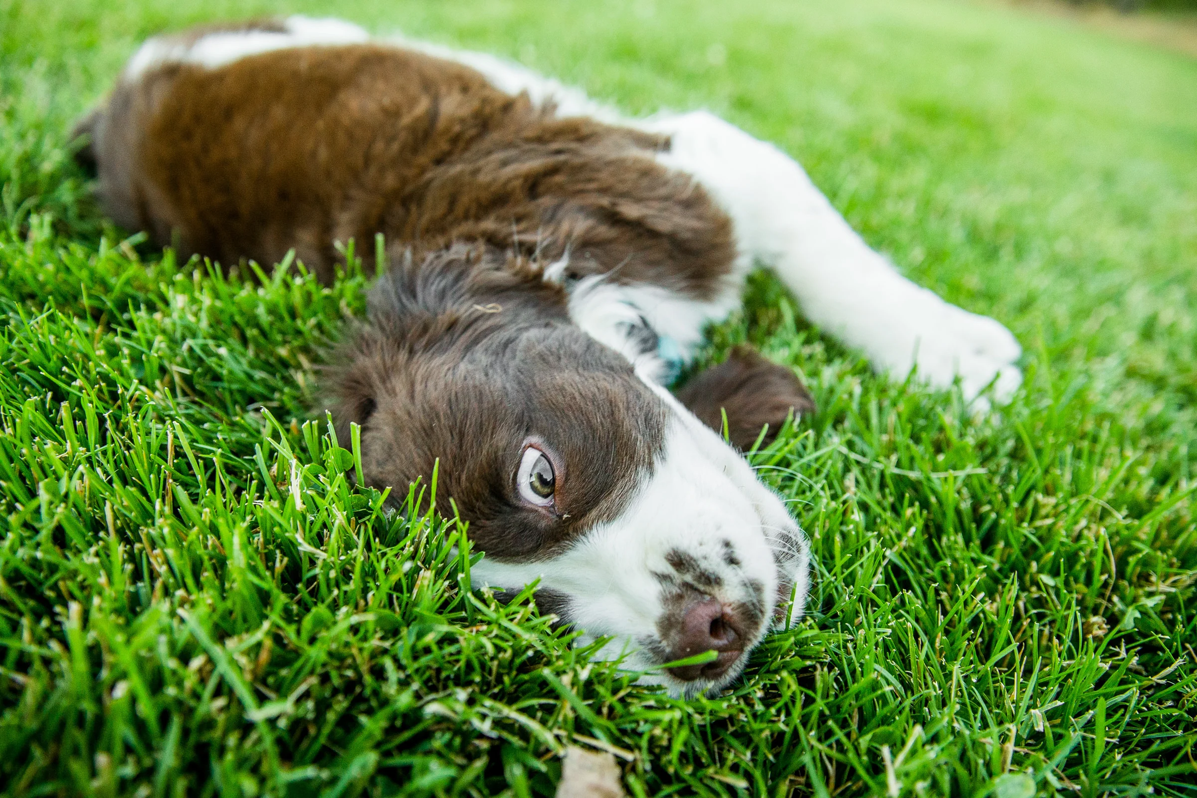 Canine Portraits — Lake Tahoe Photographer: Kevin Sawyer Photography ...