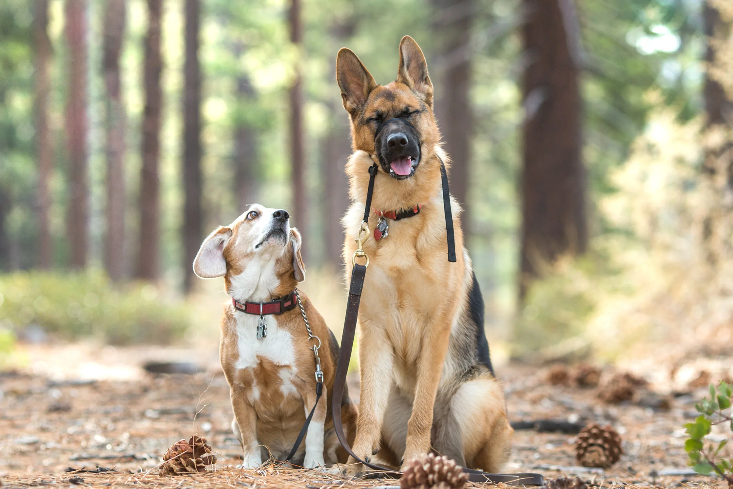 Canine Portraits — Lake Tahoe Photographer: Kevin Sawyer Photography ...