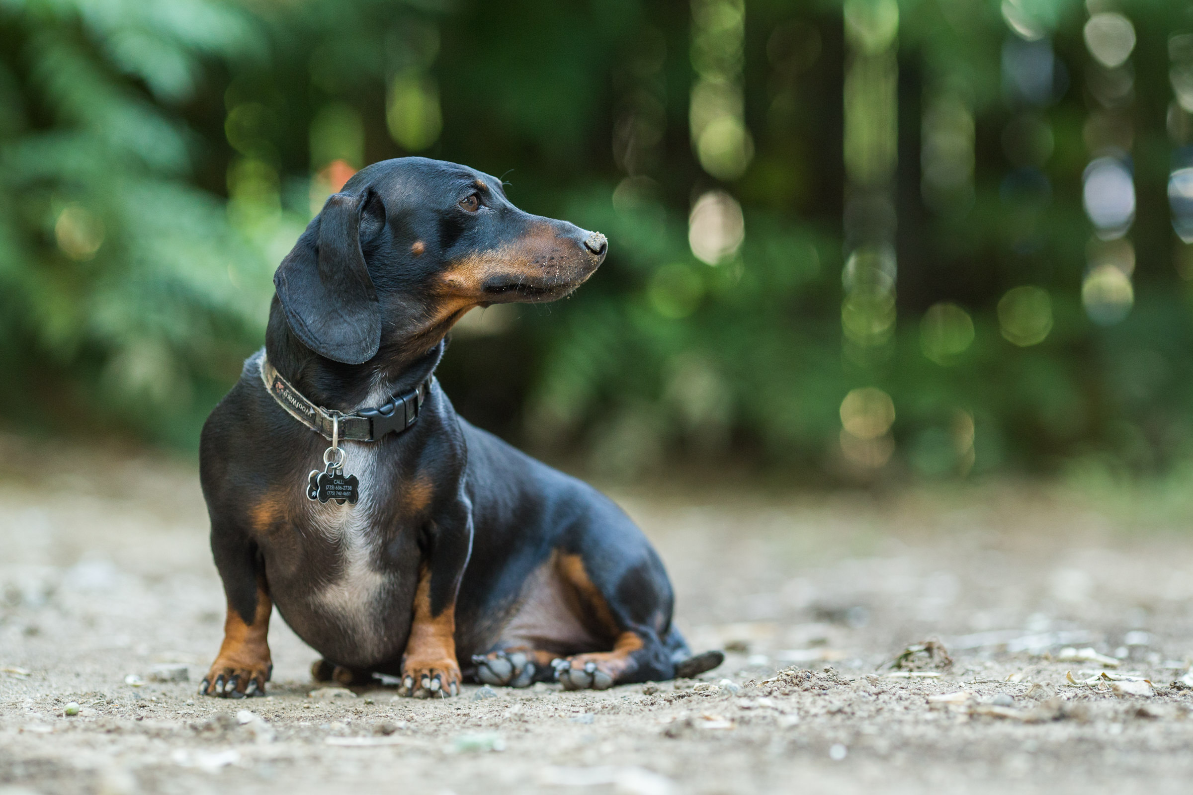 Canine Portraits — Lake Tahoe Photographer: Kevin Sawyer Photography ...