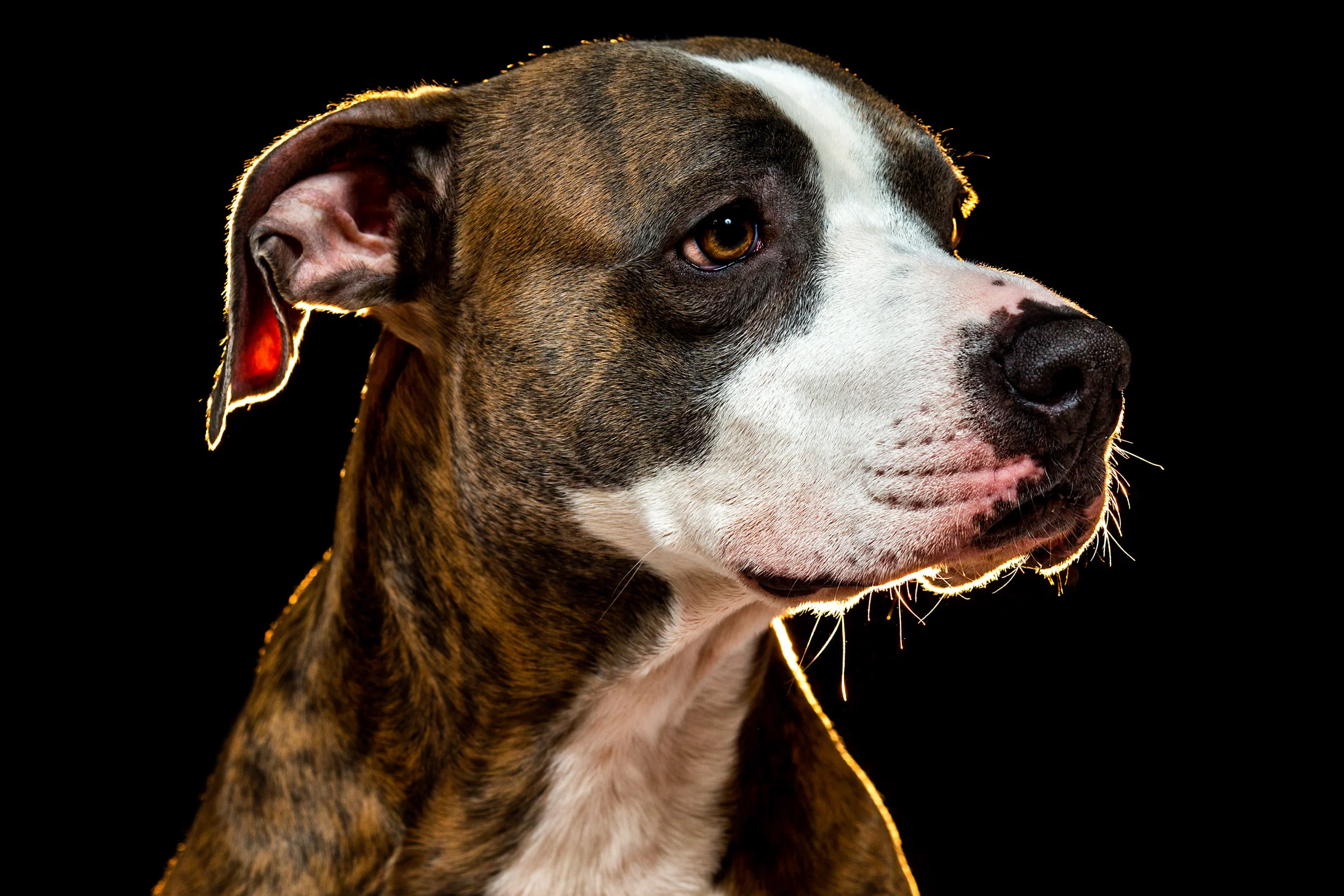 Canine Portraits — Lake Tahoe Photographer: Kevin Sawyer Photography ...