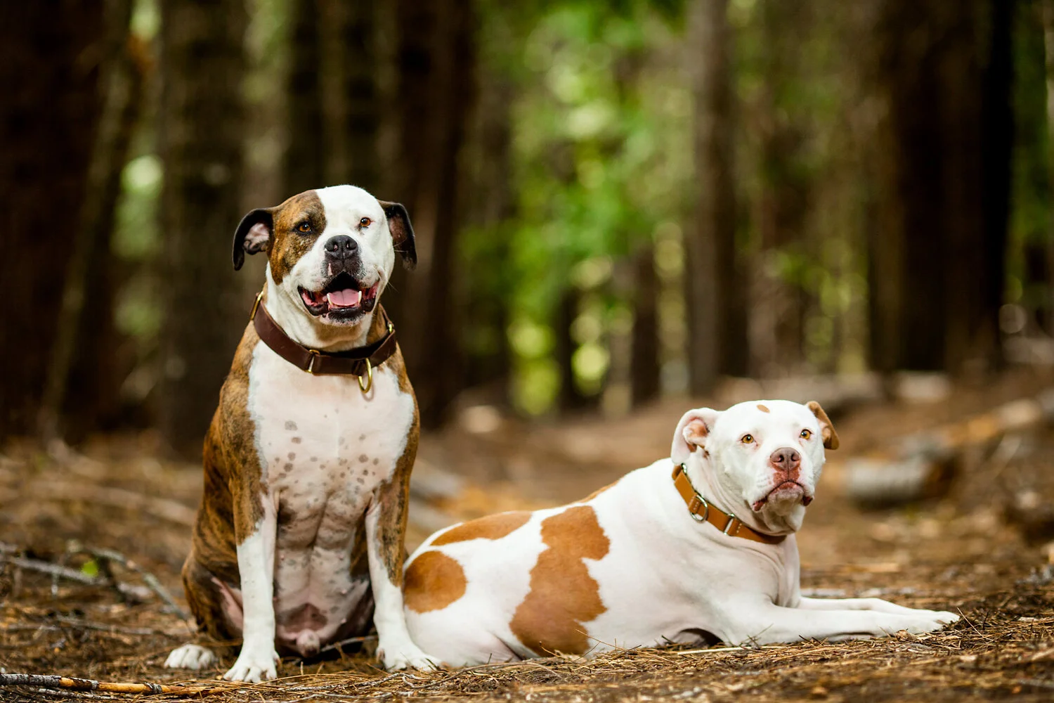 Canine Portraits — Lake Tahoe Photographer: Kevin Sawyer Photography ...