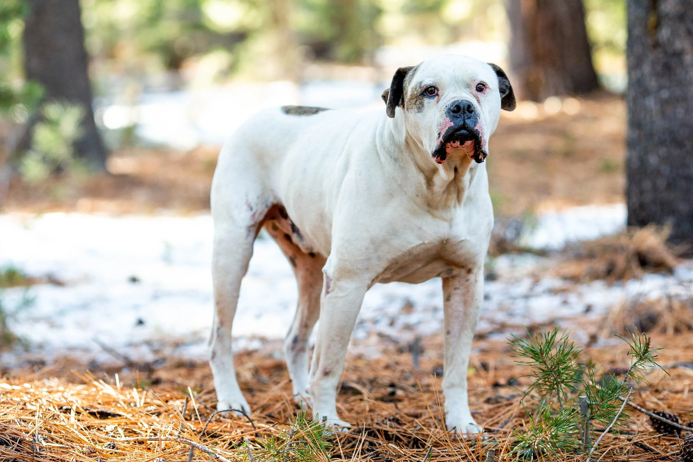 Canine Portraits — Lake Tahoe Photographer: Kevin Sawyer Photography ...