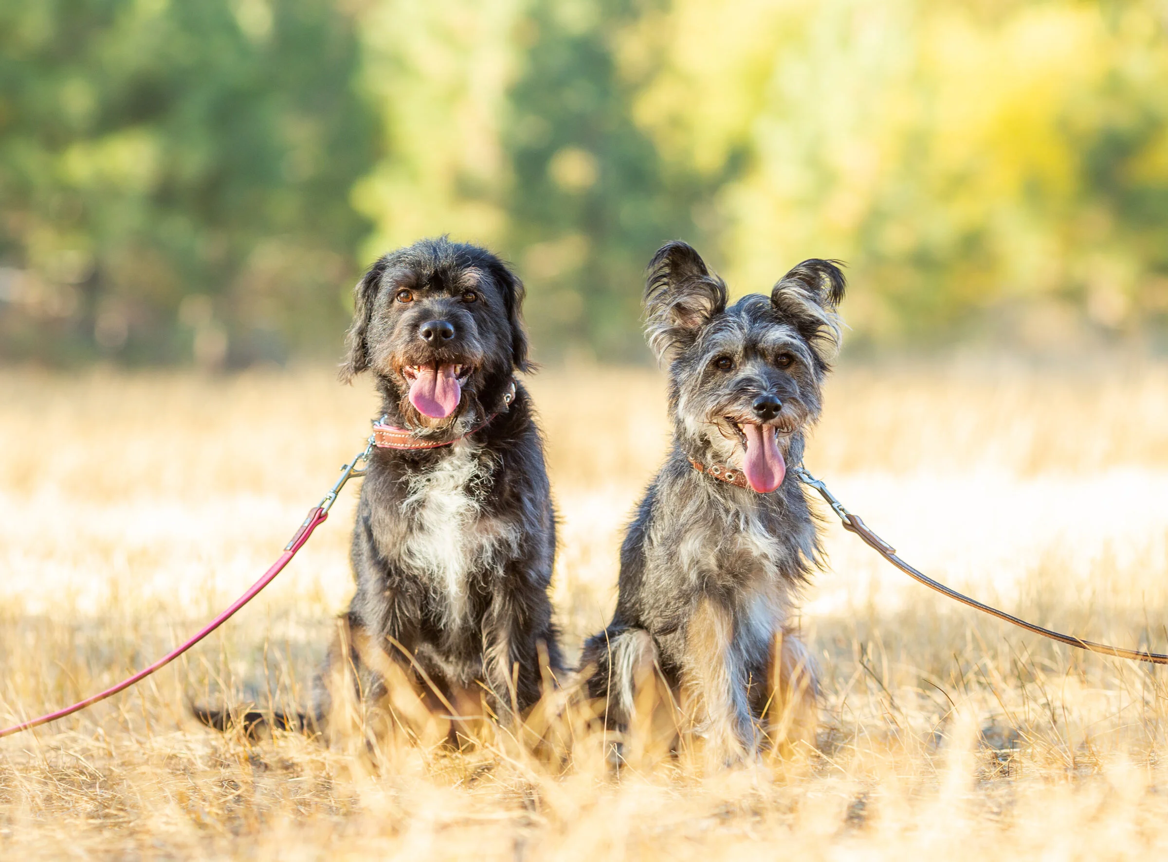 Canine Portraits — Lake Tahoe Photographer: Kevin Sawyer Photography ...