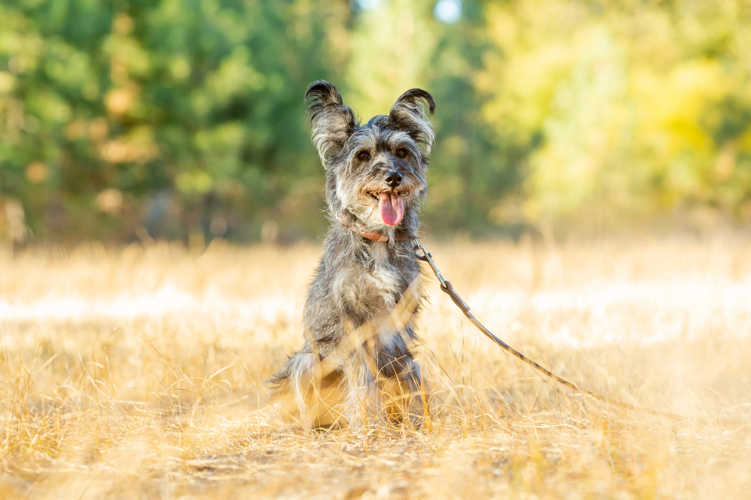 Canine Portraits — Lake Tahoe Photographer: Kevin Sawyer Photography ...