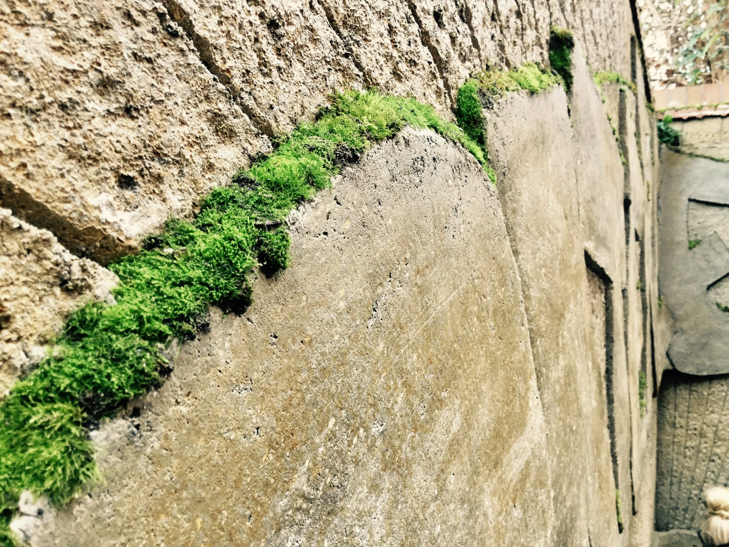Newcastle Bio-Graffiti — Artecology