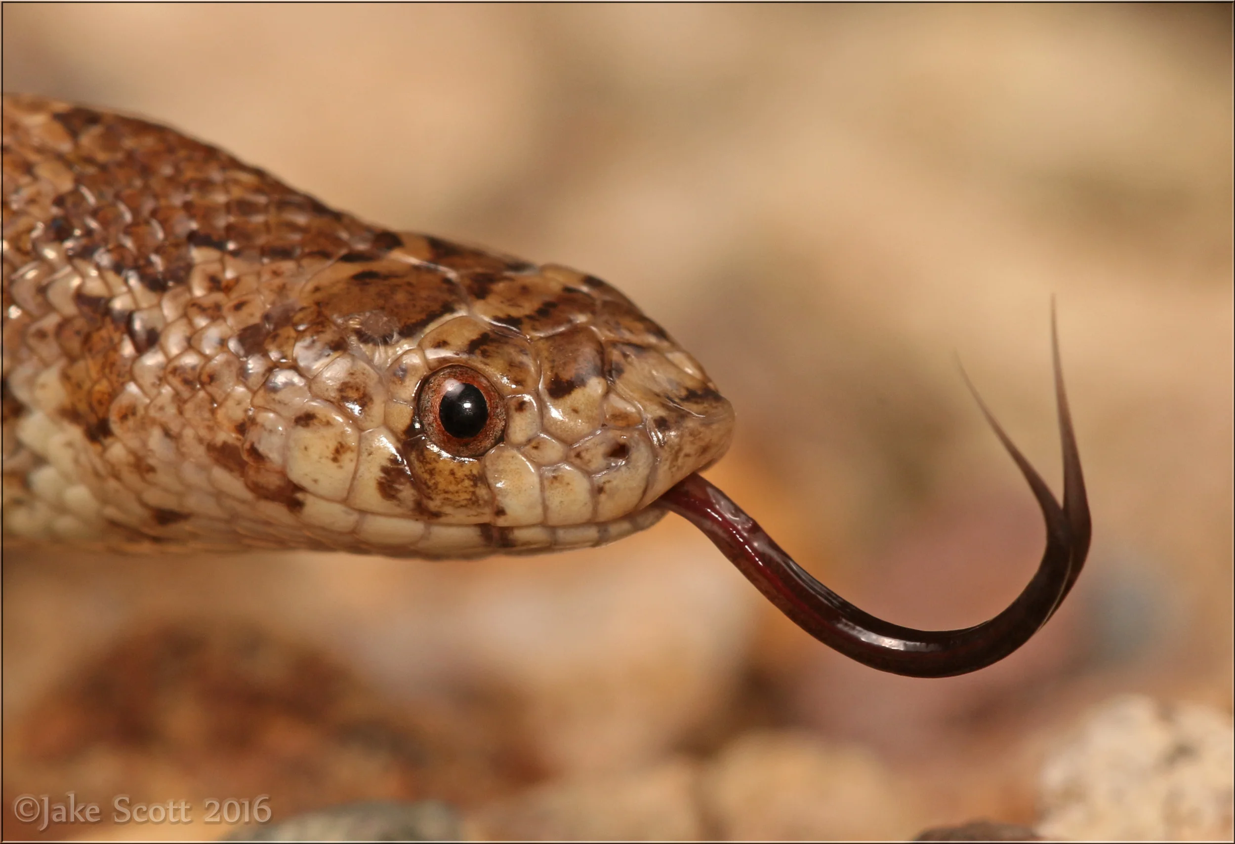 Animals — Jake Scott Nature Shots