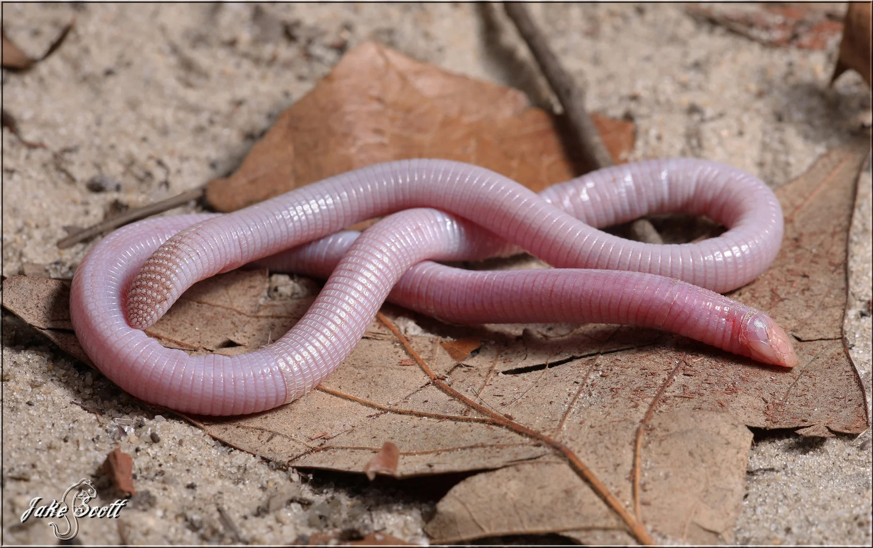 2017; The Herps That Were — Jake Scott Nature Shots