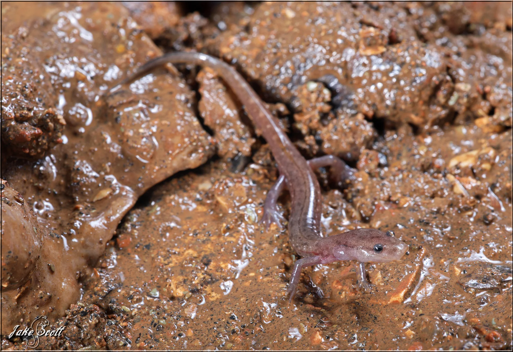 Blog — Jake Scott Nature Shots