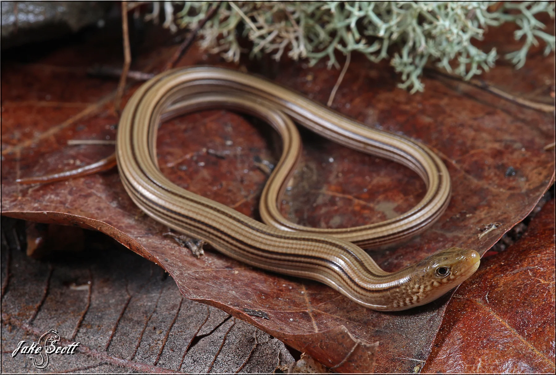 Blog — Jake Scott Nature Shots