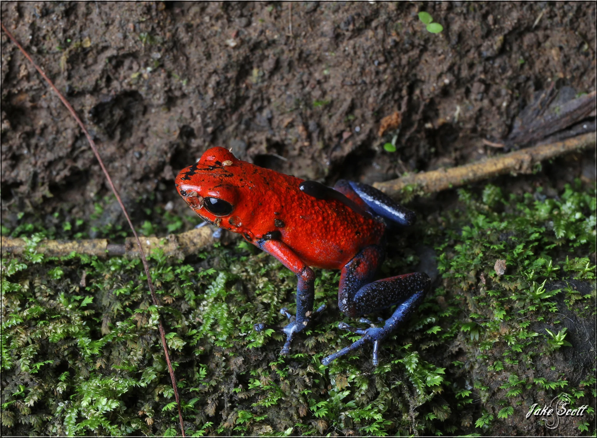 Blog — Jake Scott Nature Shots