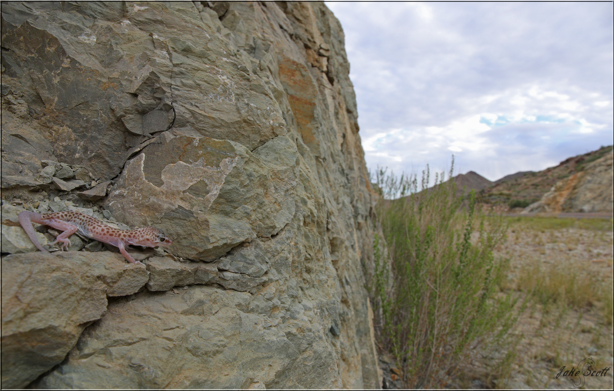 Blog — Jake Scott Nature Shots