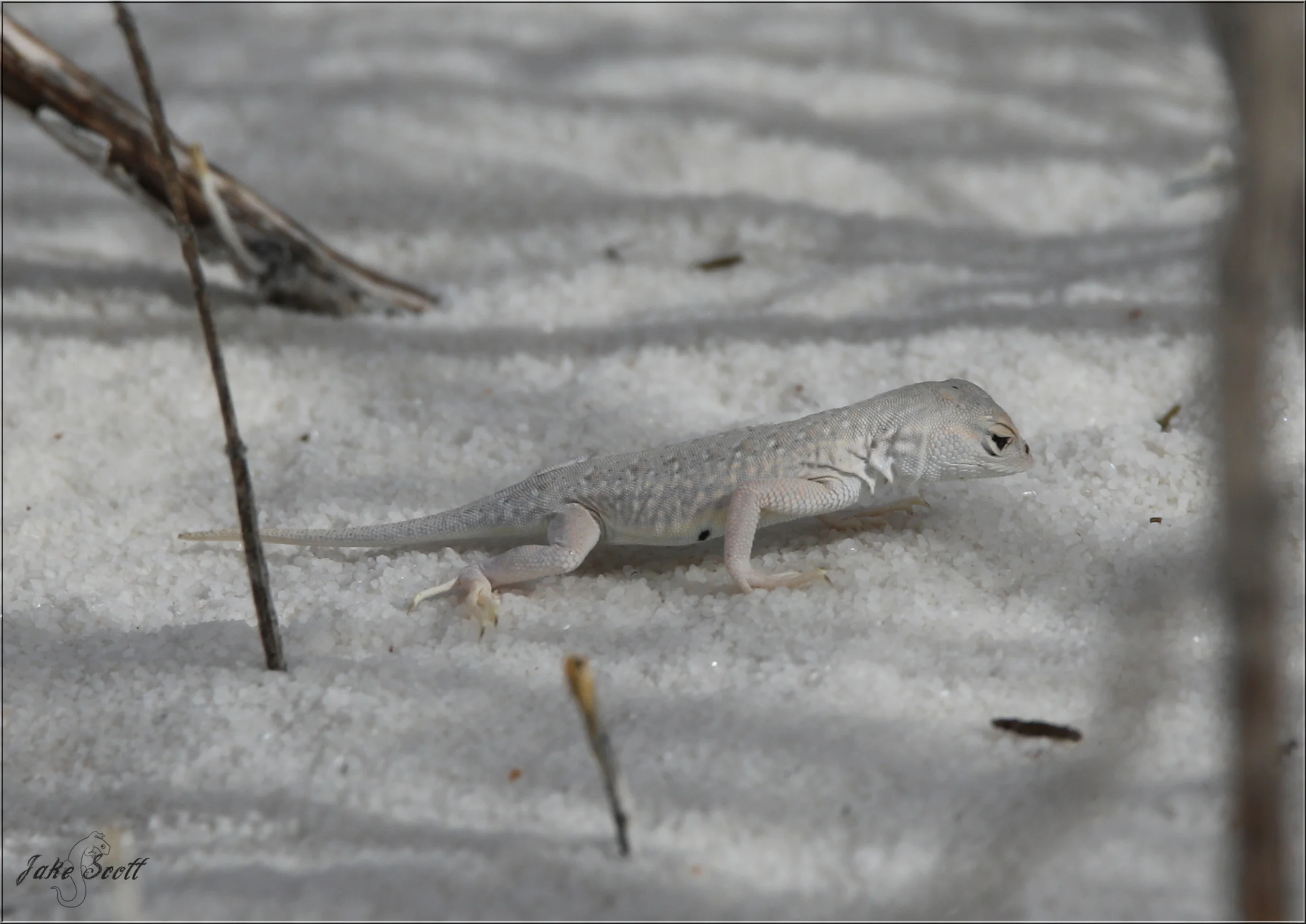 Blog — Jake Scott Nature Shots