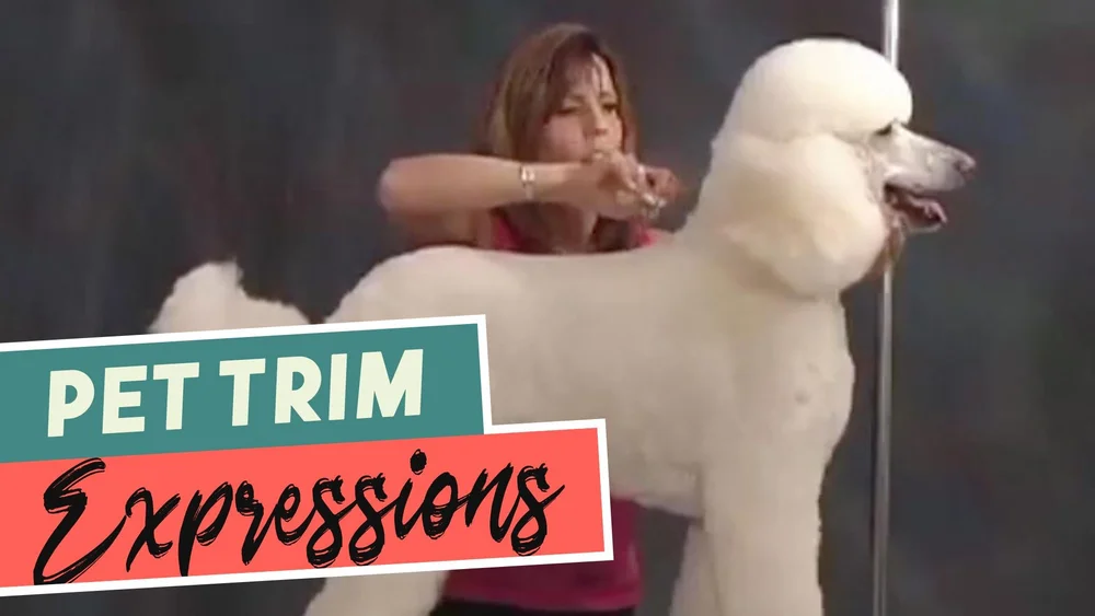Learn How to Groom Dogs | Jodi Murphy Grooming Products