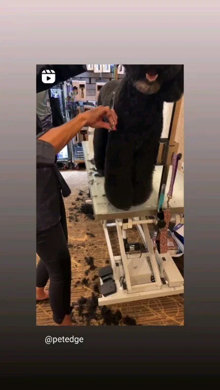 Learn How to Groom Dogs | Jodi Murphy Grooming Products