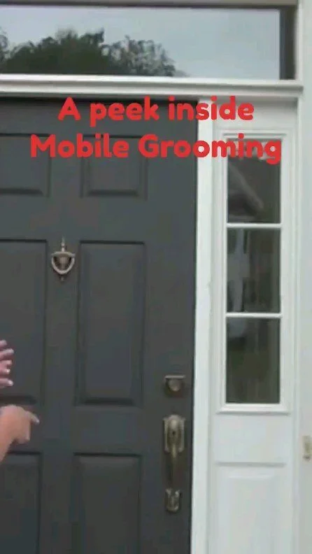 Learn How to Groom Dogs | Jodi Murphy Grooming Products