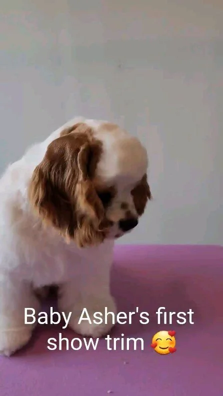 Learn How to Groom Dogs | Jodi Murphy Grooming Products