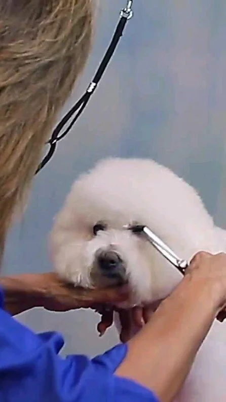 Learn How to Groom Dogs | Jodi Murphy Grooming Products