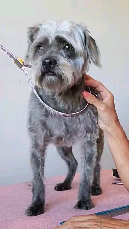 Learn How to Groom Dogs | Jodi Murphy Grooming Products