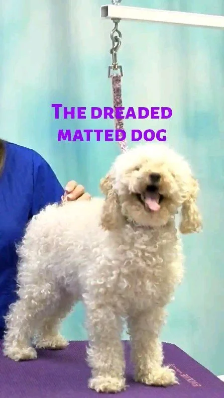 Learn How to Groom Dogs | Jodi Murphy Grooming Products