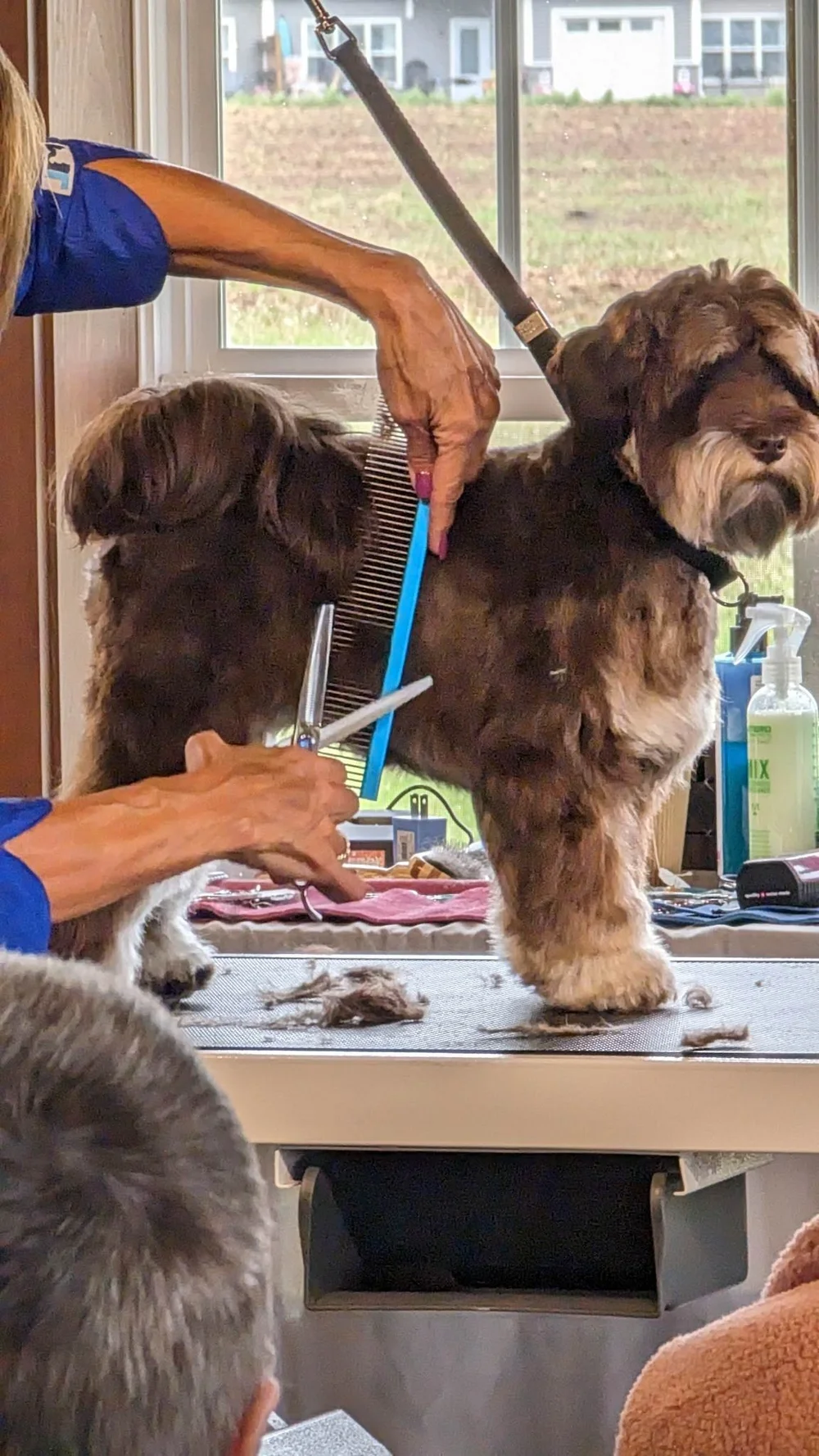 Best Dog Grooming Shears & Scissors Guide — Jodi Murphy Grooming Products