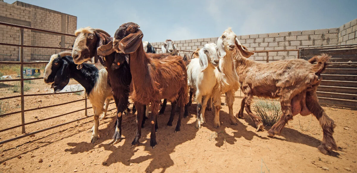 Lifting Hands International — Jordan