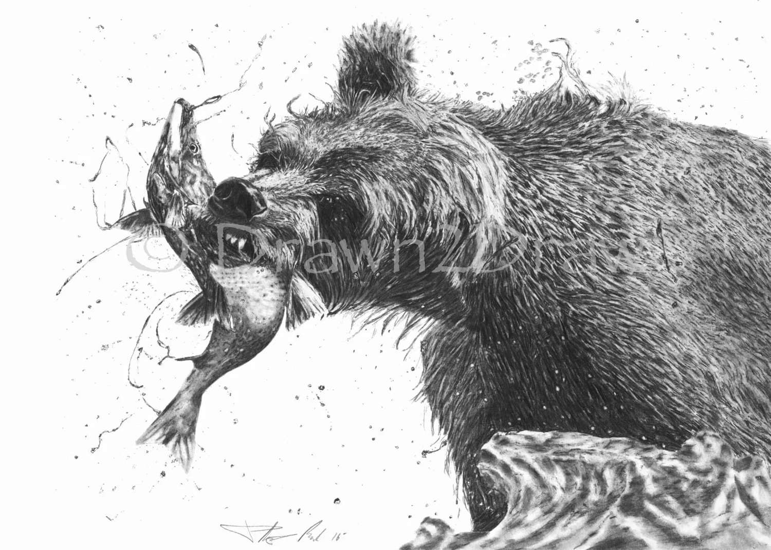Grizzly Bear Drawings Realistic
