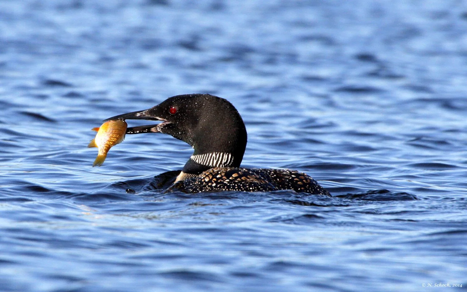 Species Information — Adirondack Center for Loon Conservation