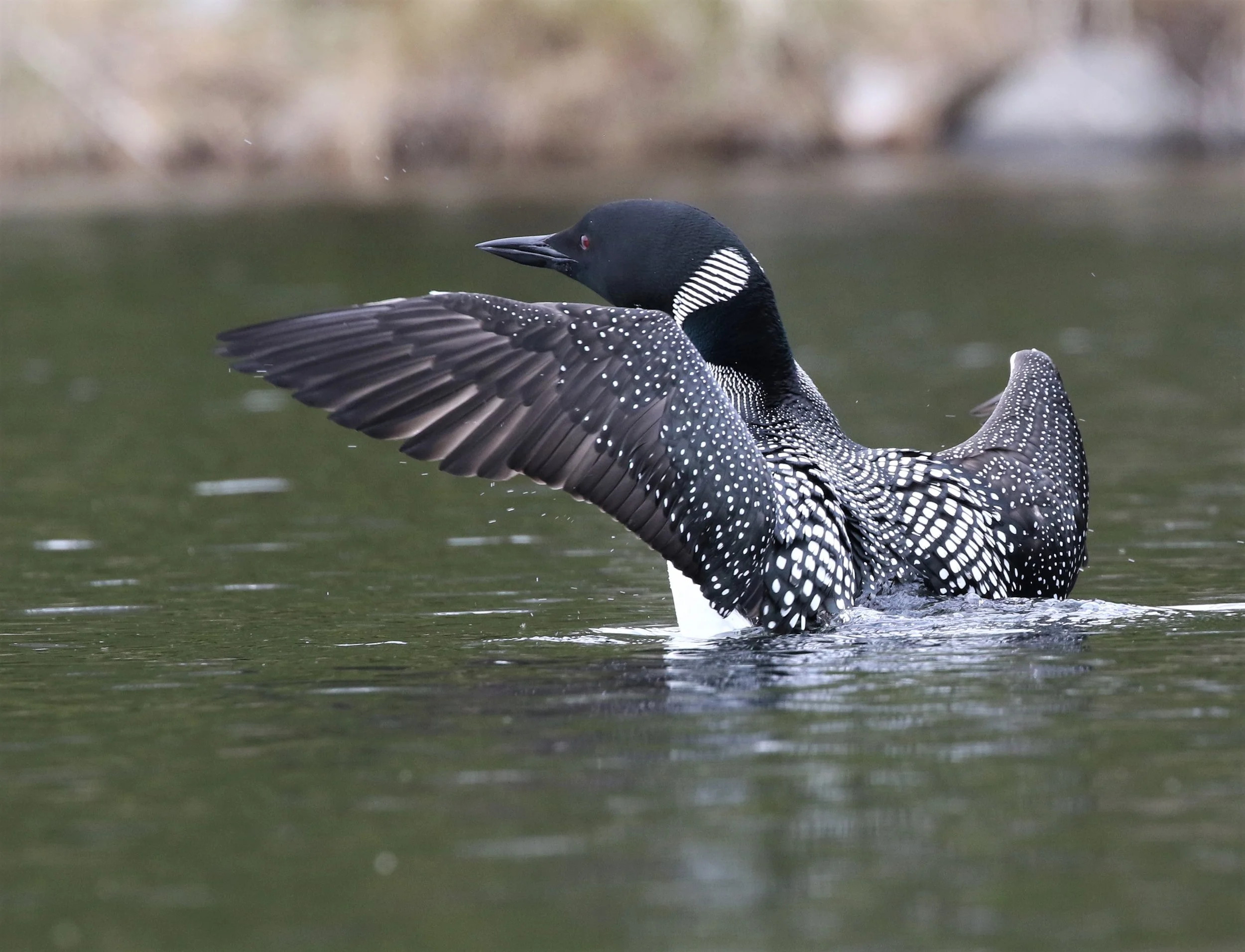 Loon Bird Funny Images