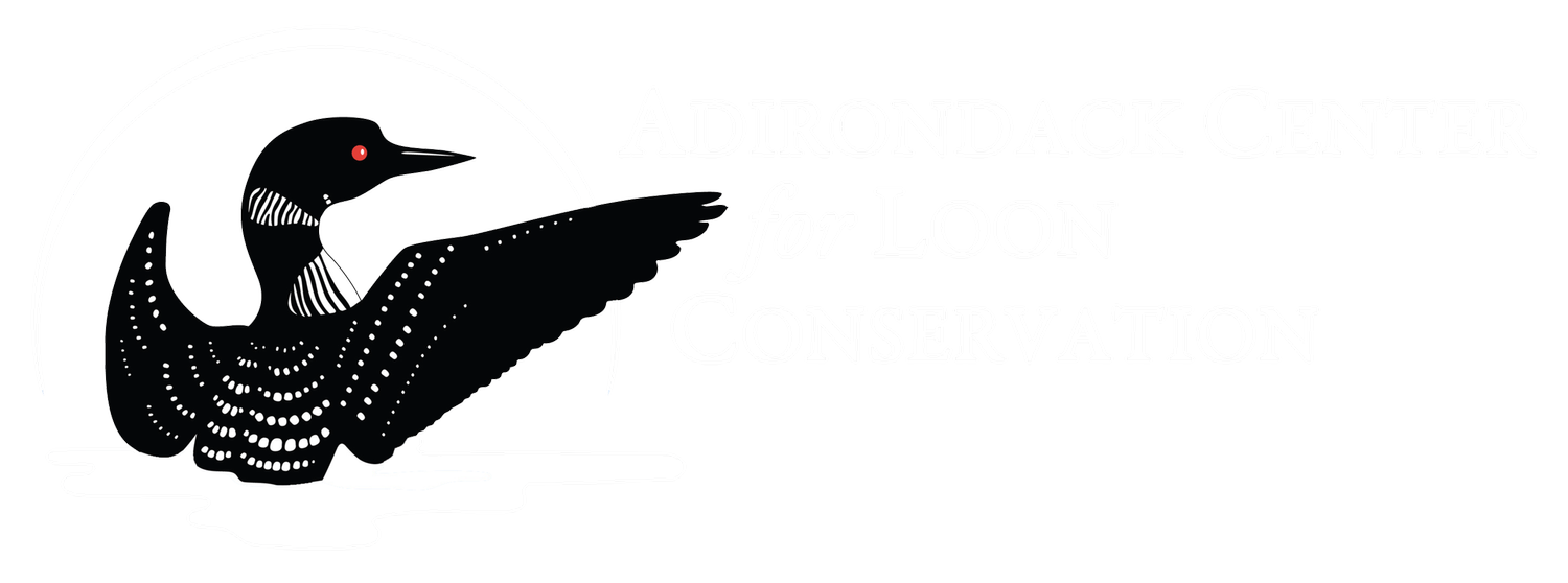 Adirondack Center for Loon Conservation