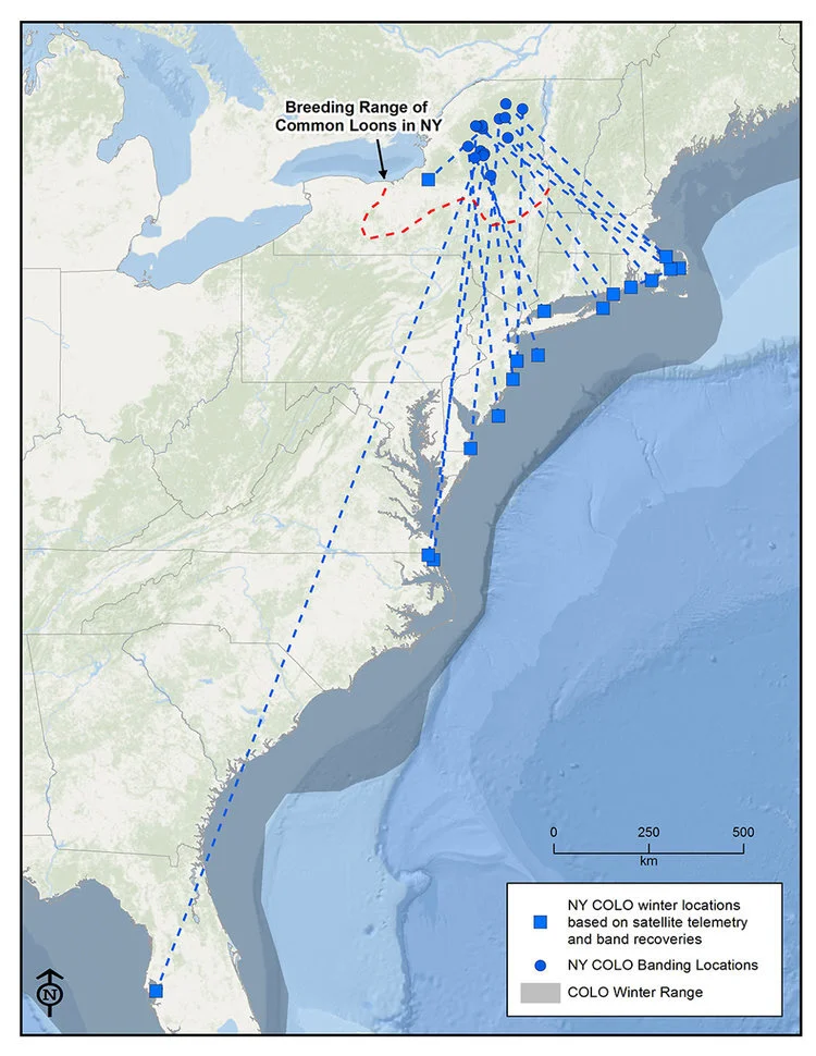 Migration — Adirondack Center for Loon Conservation