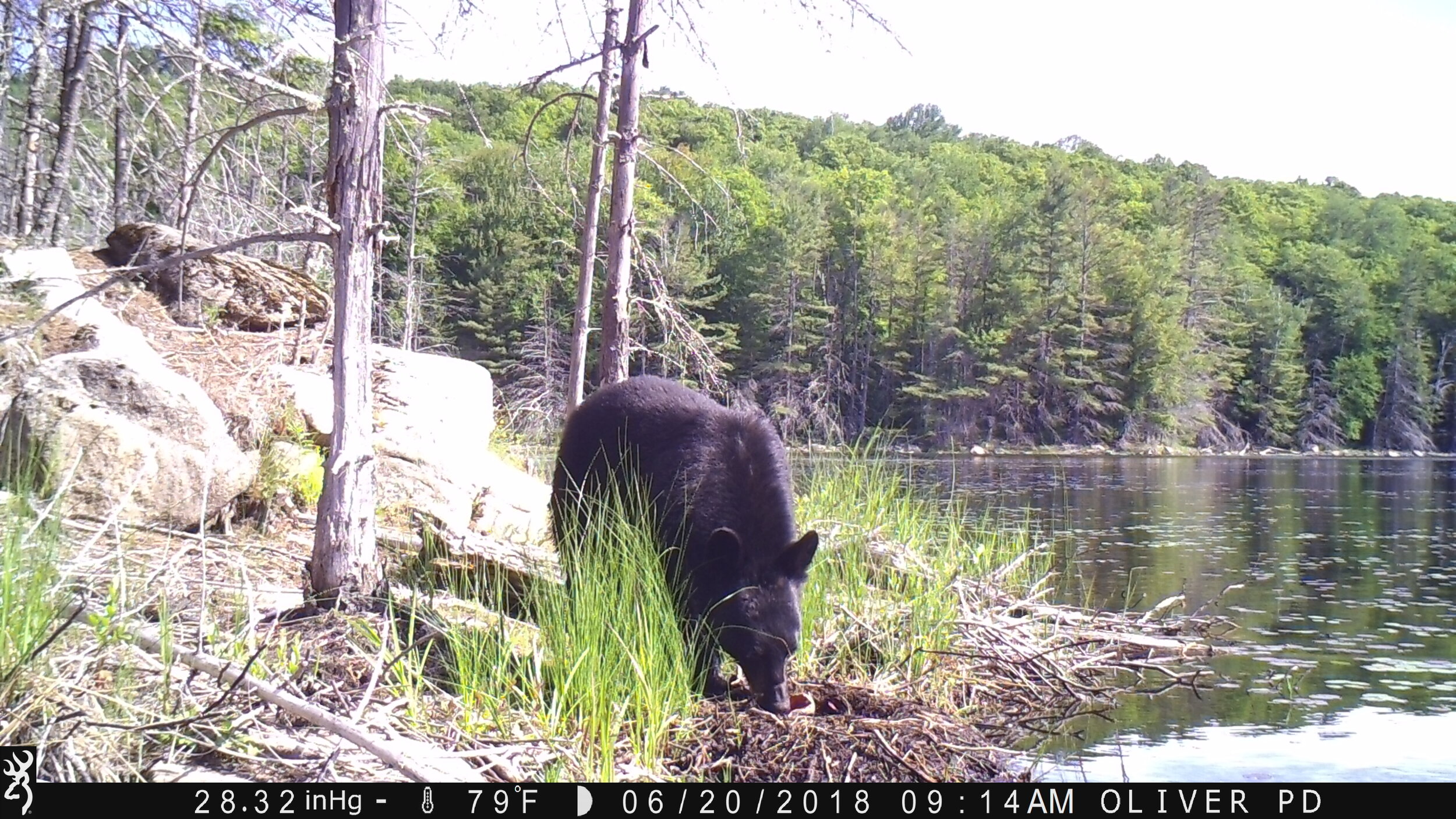 Threats to Loons — Adirondack Center for Loon Conservation