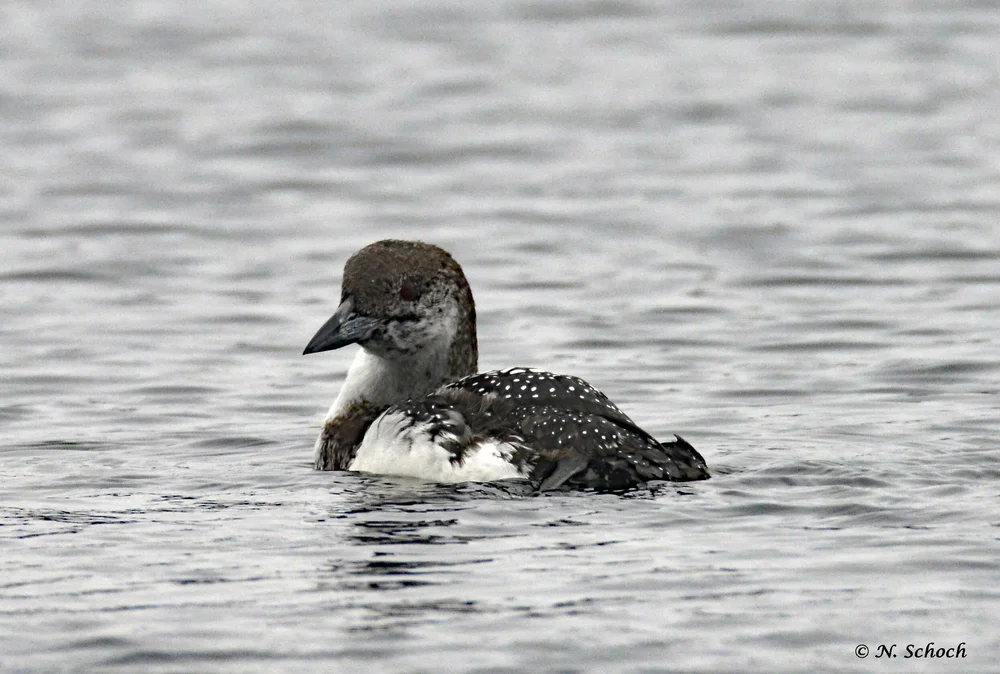 Common Loon