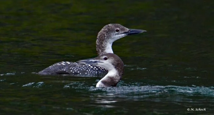 Events — Adirondack Center for Loon Conservation