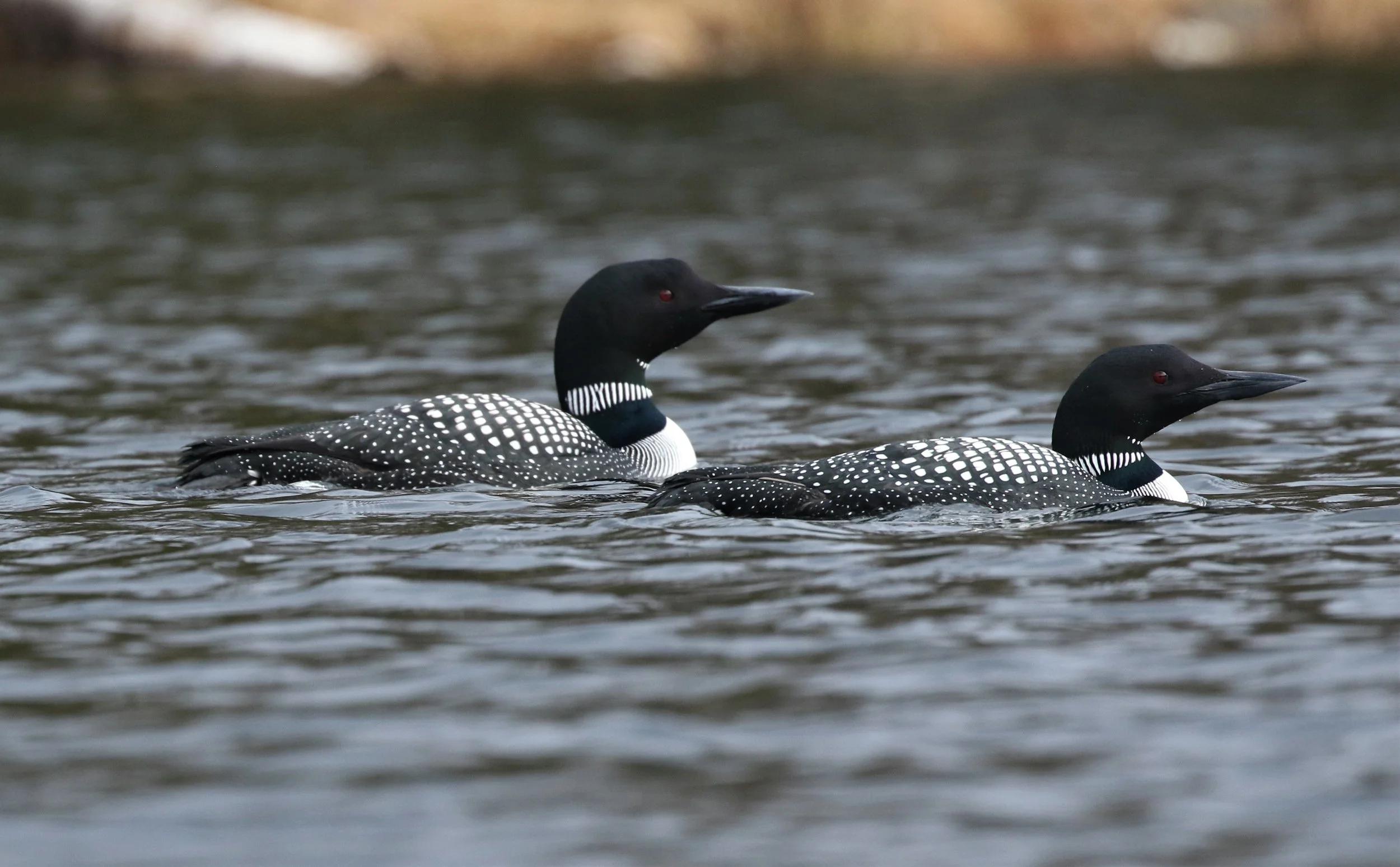 Female Loon