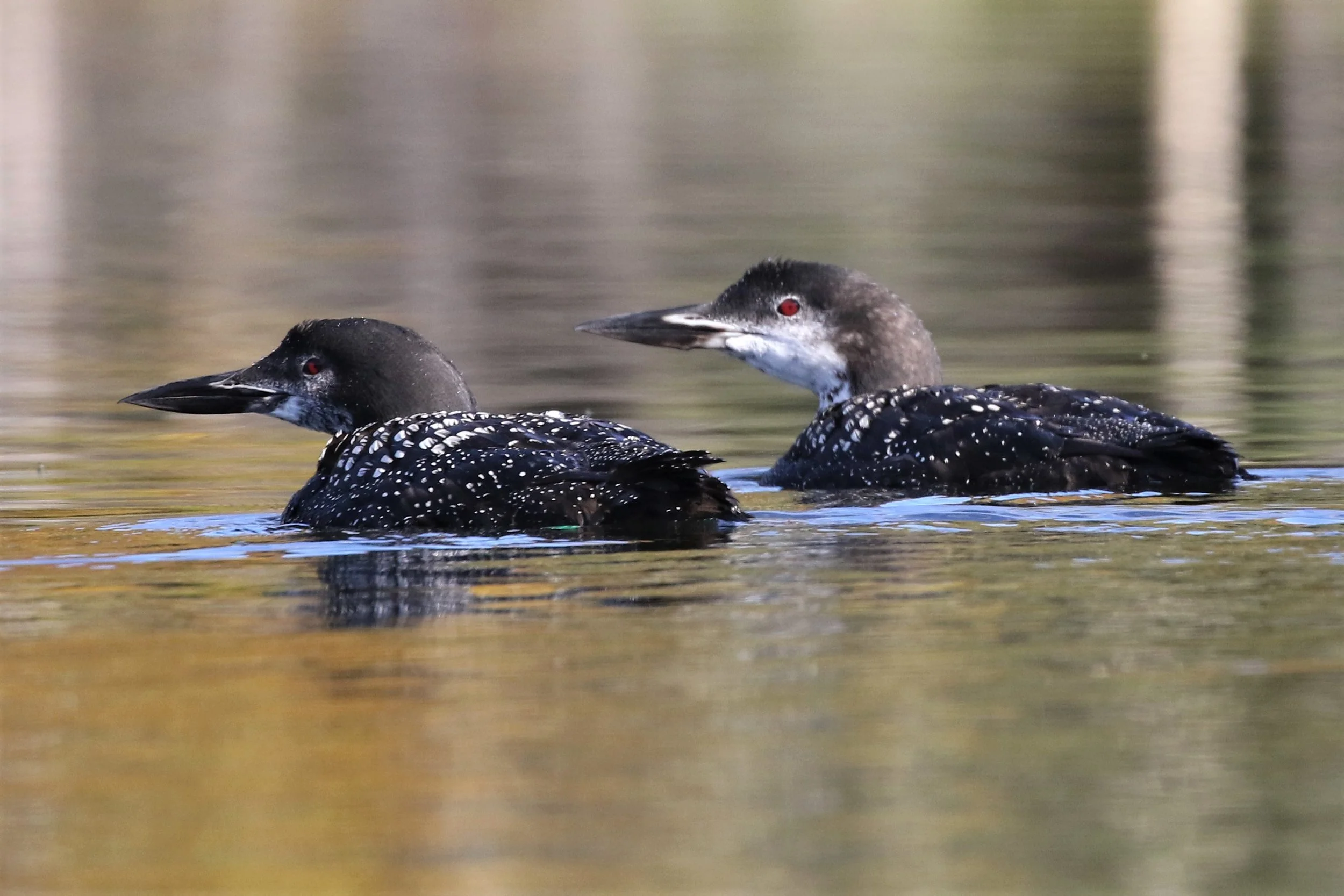 Male And Female Common Loon