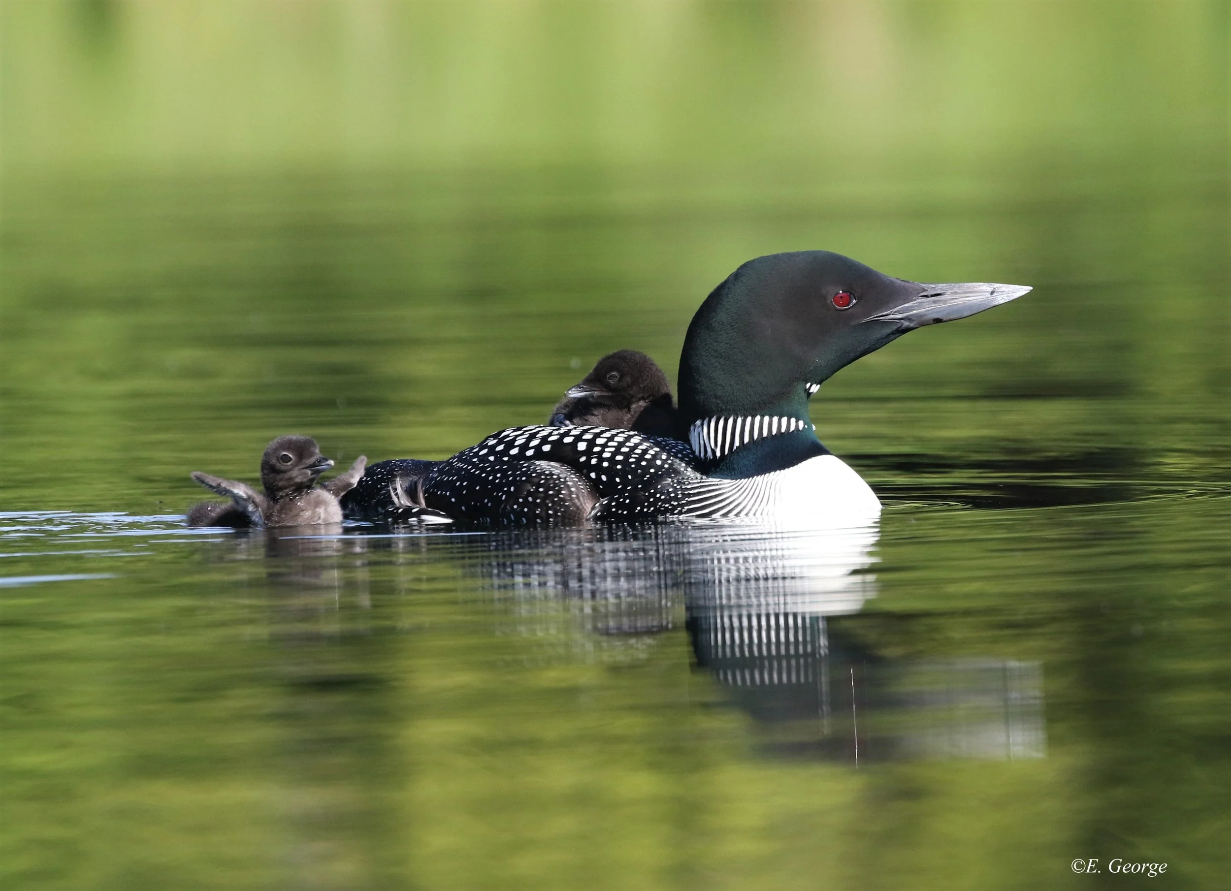 Events — Adirondack Center for Loon Conservation