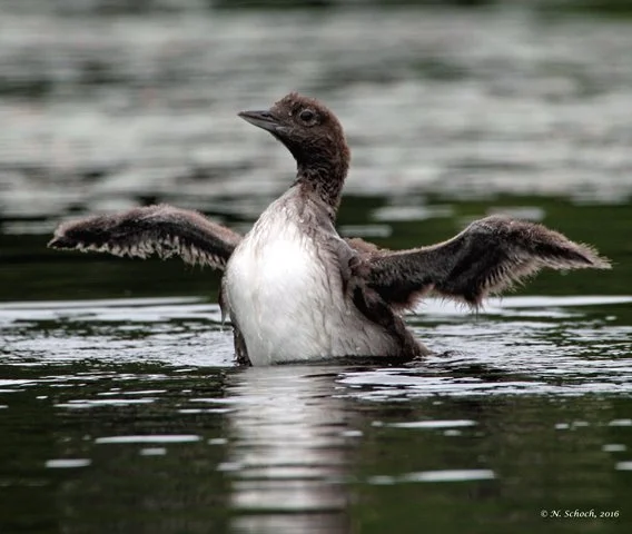 Events — Adirondack Center for Loon Conservation