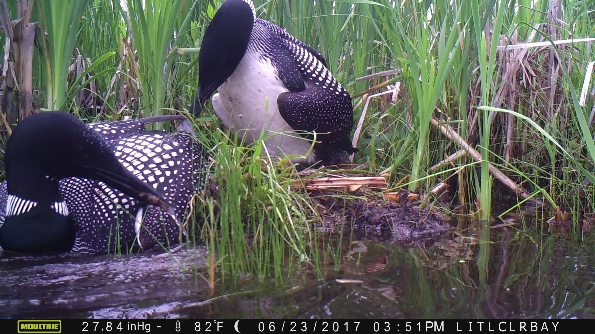 Reproductive Success — Adirondack Center for Loon Conservation
