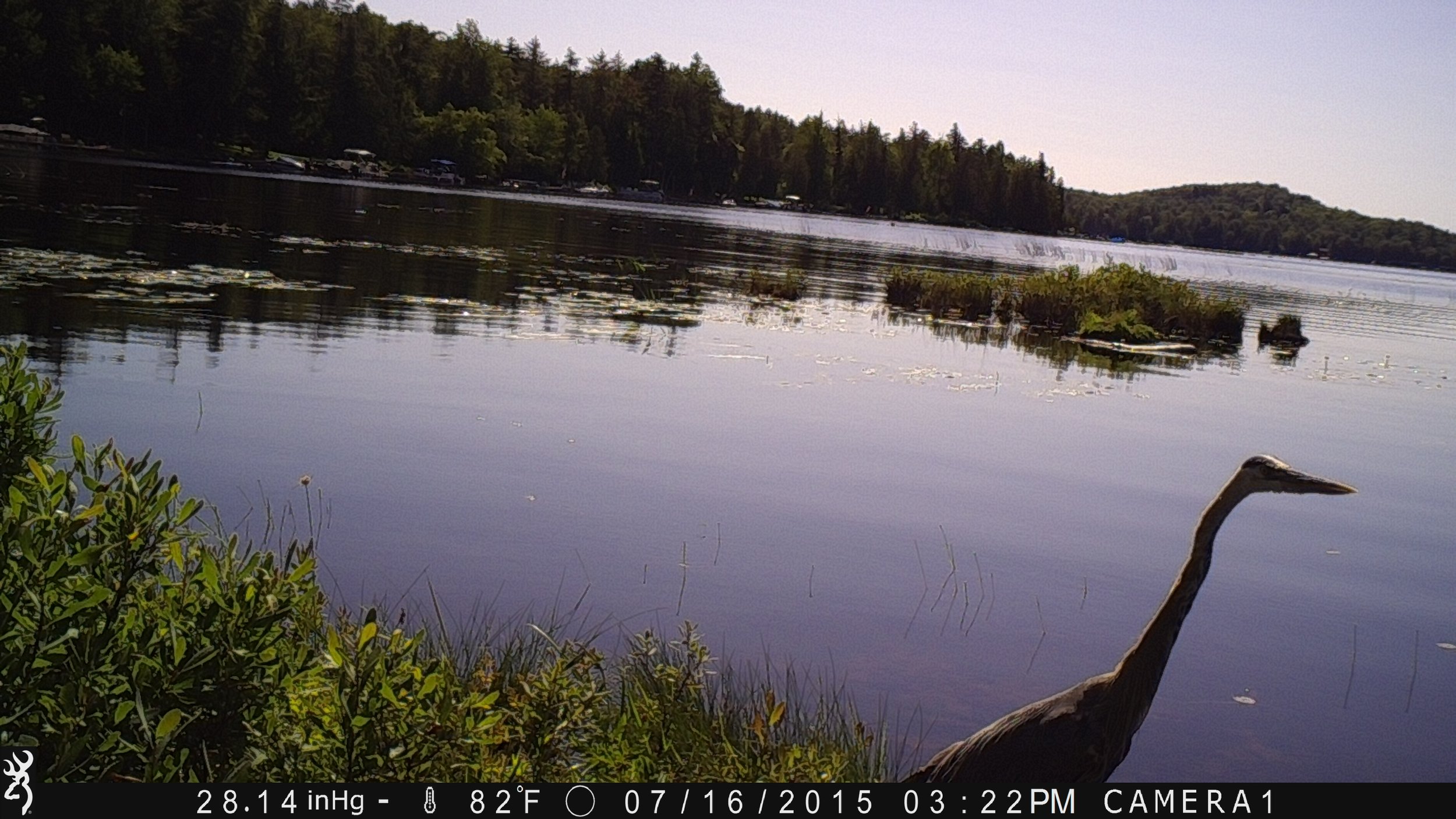 Reproductive Success — Adirondack Center for Loon Conservation