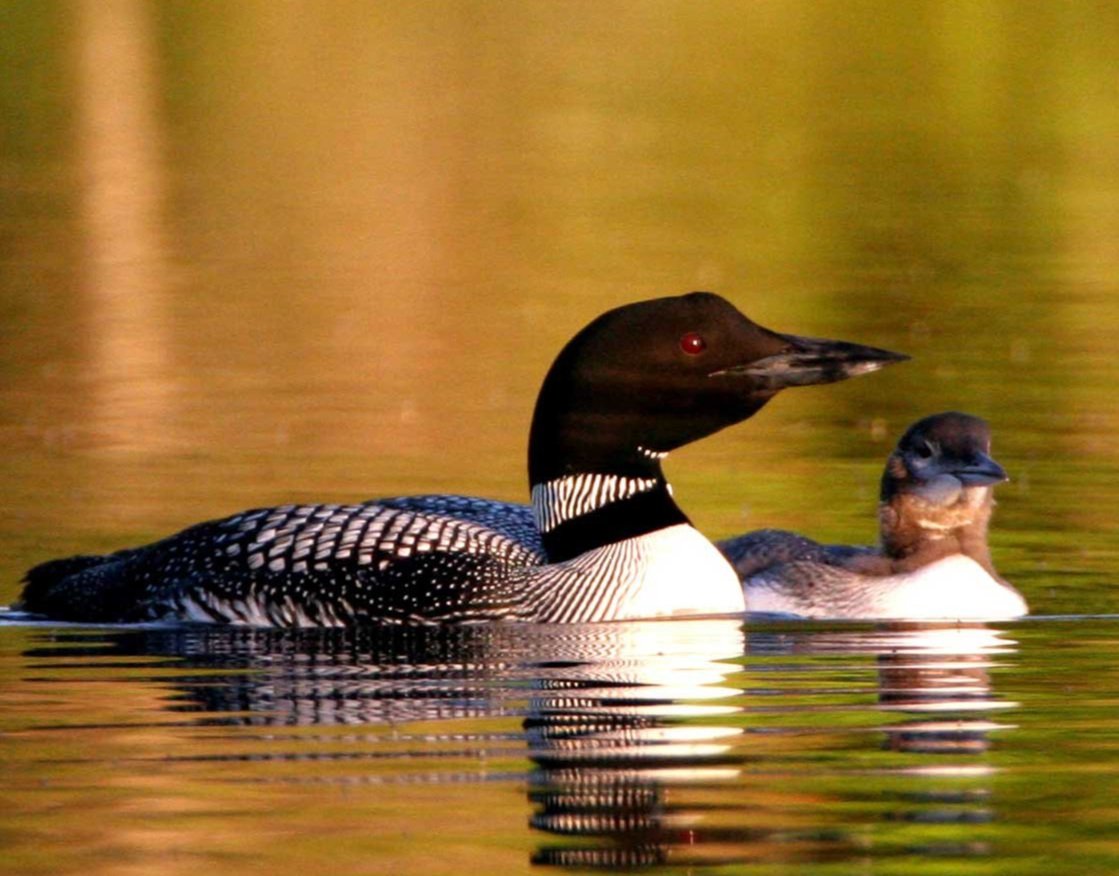 Events — Adirondack Center for Loon Conservation