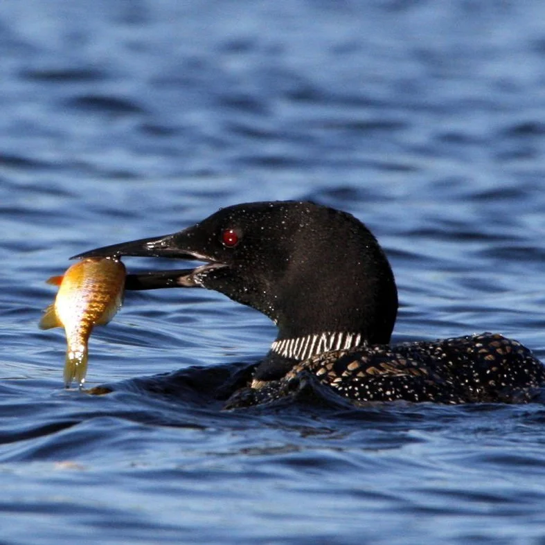 Events — Adirondack Center for Loon Conservation