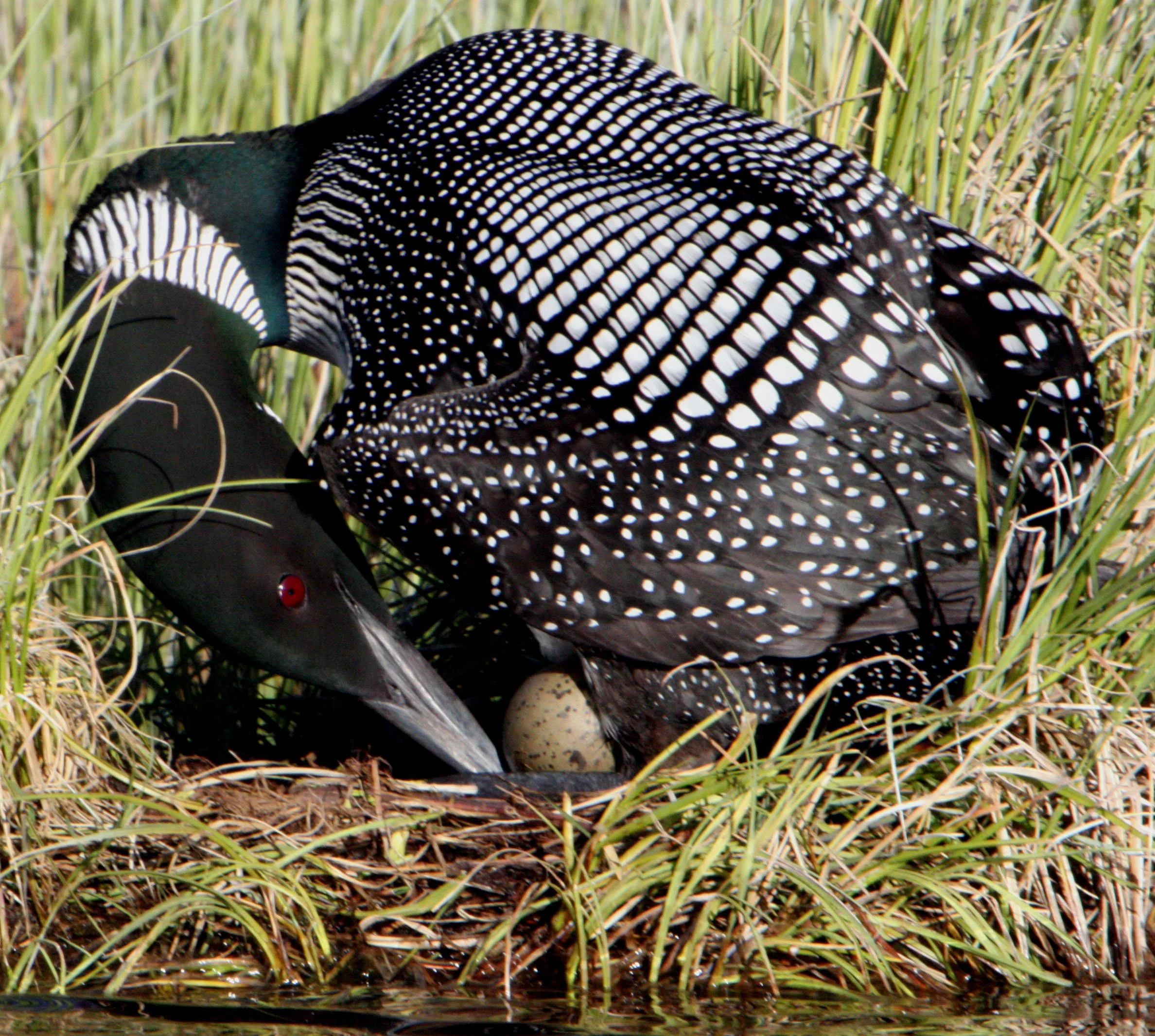 Events — Adirondack Center for Loon Conservation