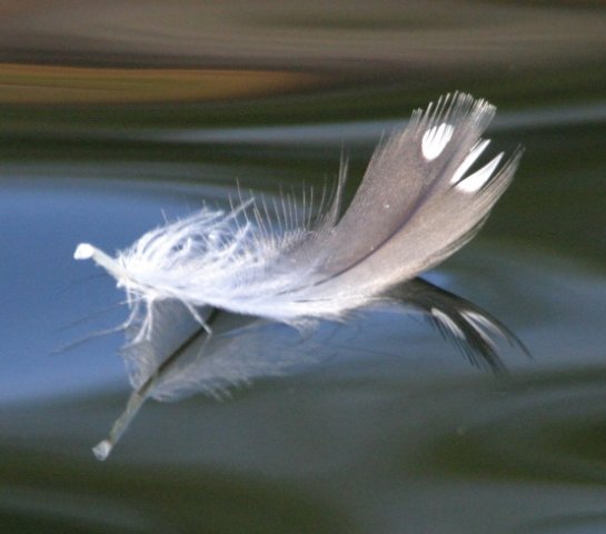 Events — Adirondack Center for Loon Conservation